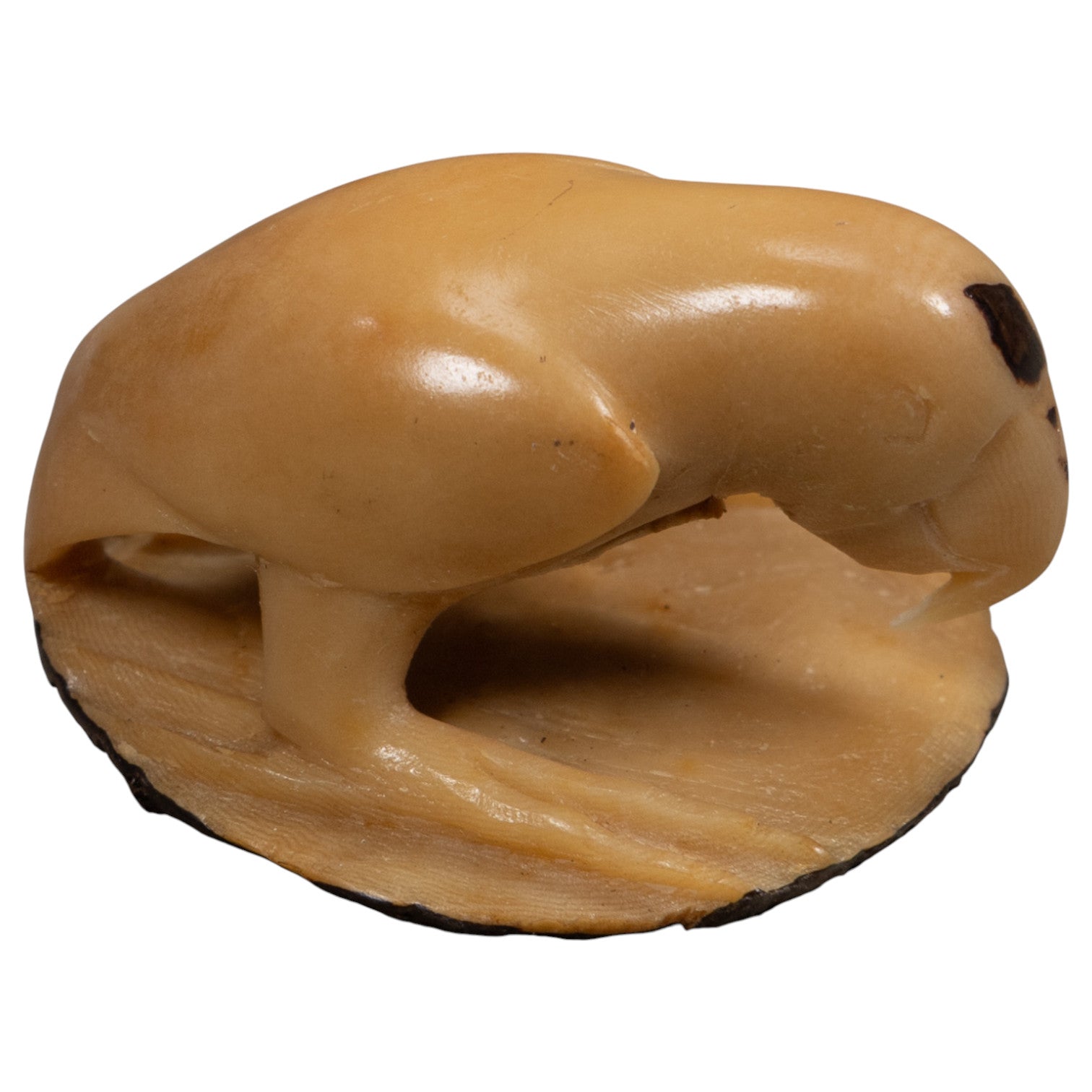 Vintage White Parrot Bird Tagua Carving – TraderBrock