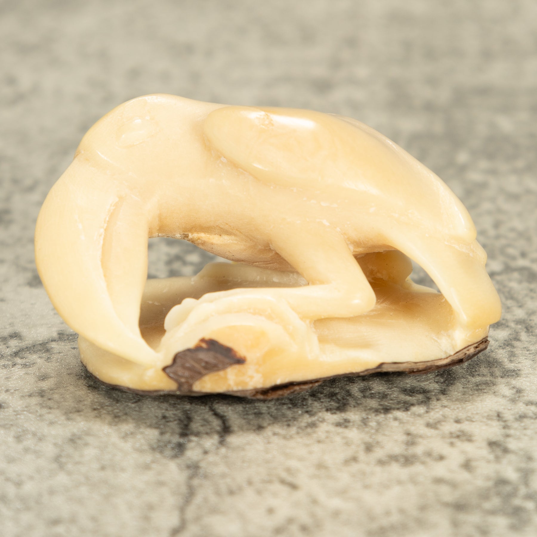 White Toucan Parrot Bird Tagua Nut Carving – TraderBrock